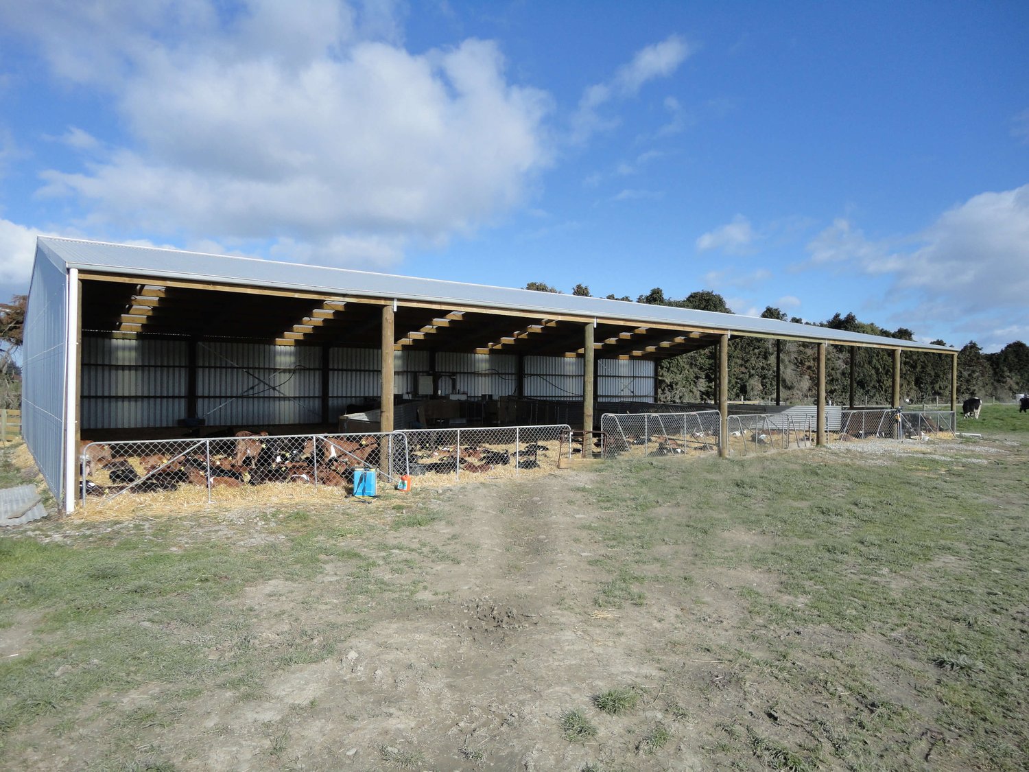 Building the perfect calf shed
