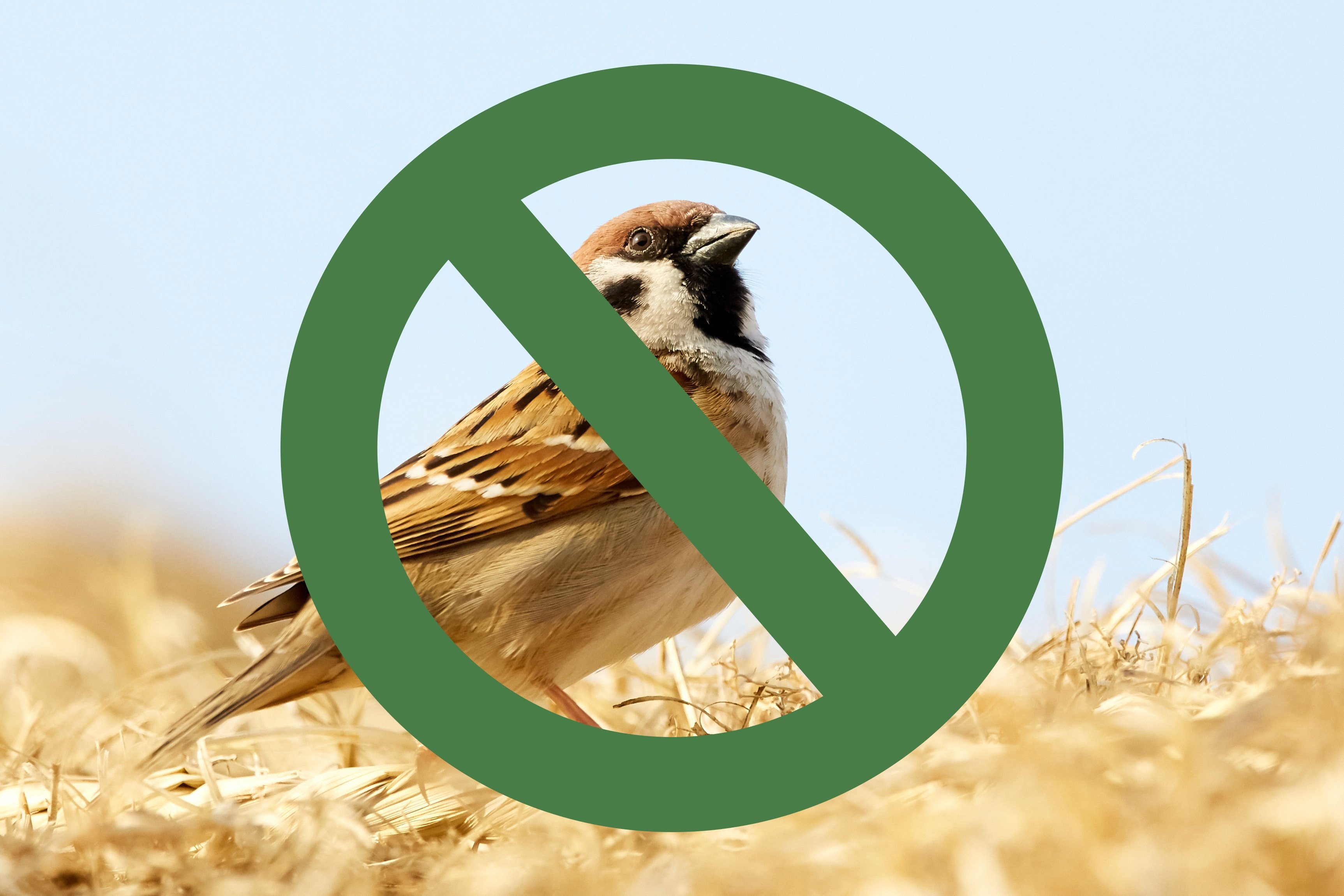 How to keep your shed bird-free